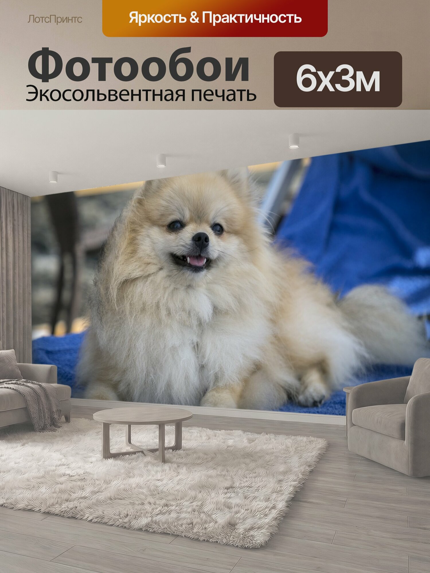 Фотообои "Собака, шпиц, милый" 600x300 см. экосольвентная печать