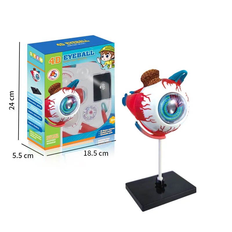 Модель человеческого глаза для сборки eyeball