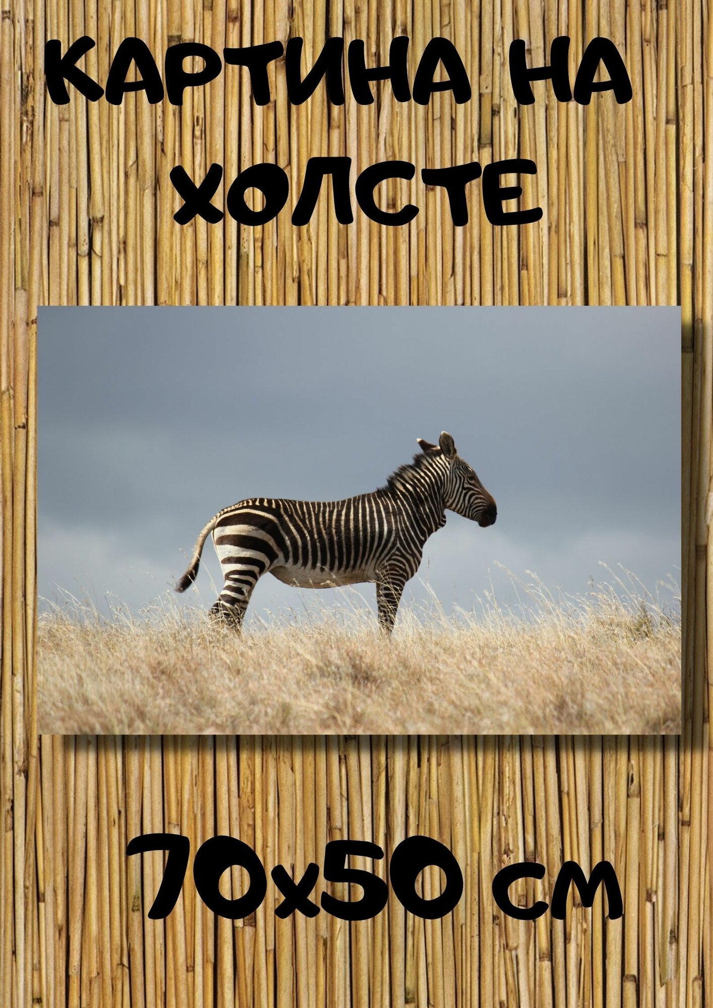 Картина с дикими животными "Одинокая зебра в саванне" 70х50 см