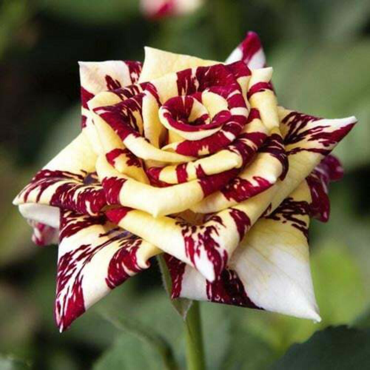 Роза чайно-гибридная Сим Салабим (Sim Salabim) / 1 шт, непрерывноцветущий сорт