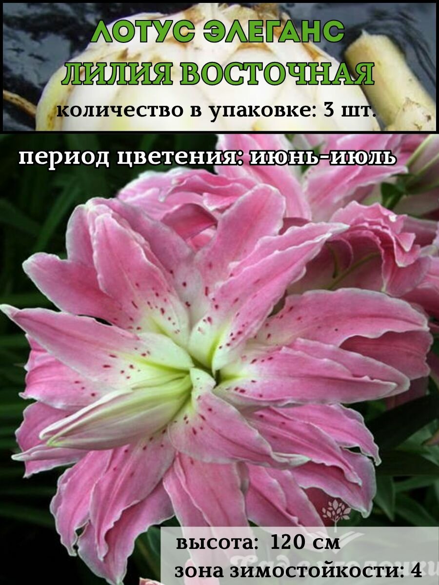 Лилия розелили Мэджик Стар, луковицы 3 штуки