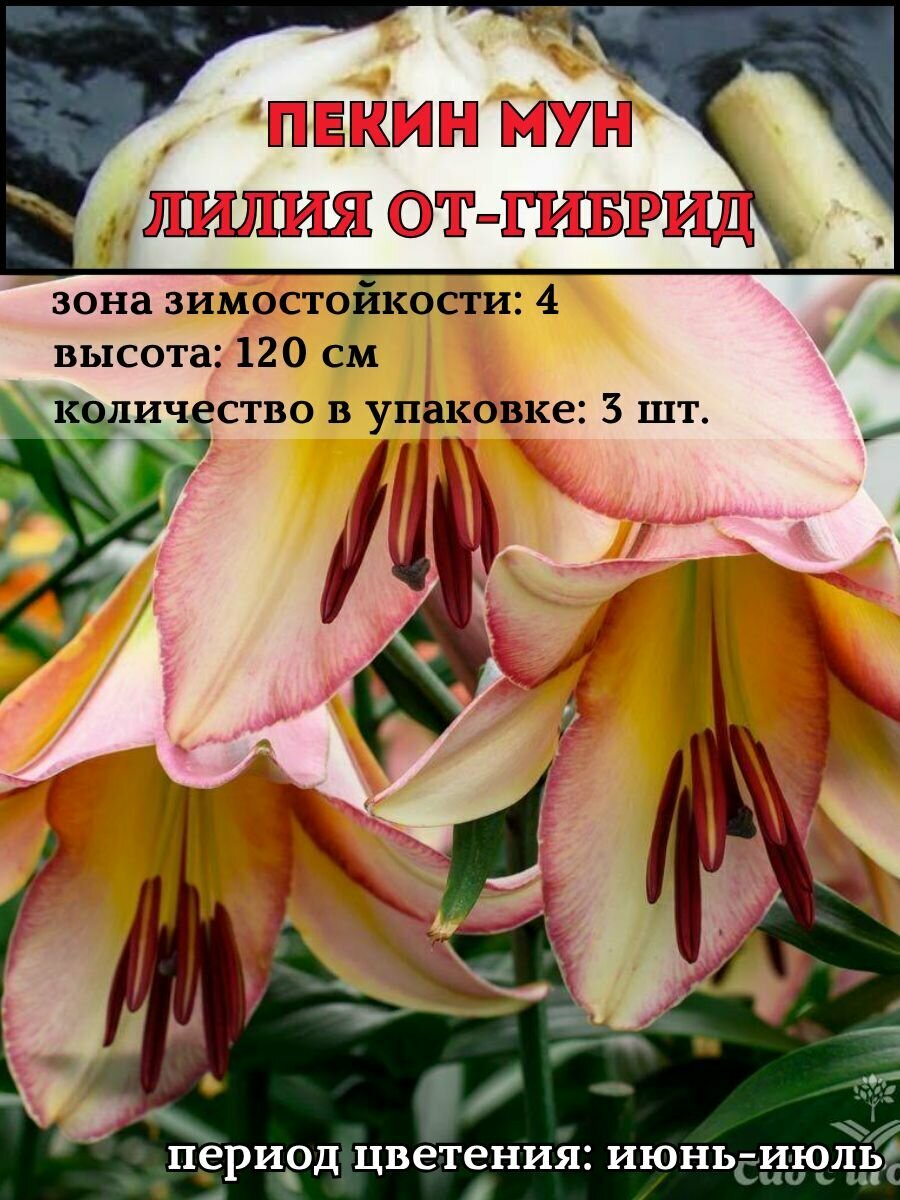 Лилия от-Гибрид, Пекин Мун, луковицы 3 штуки