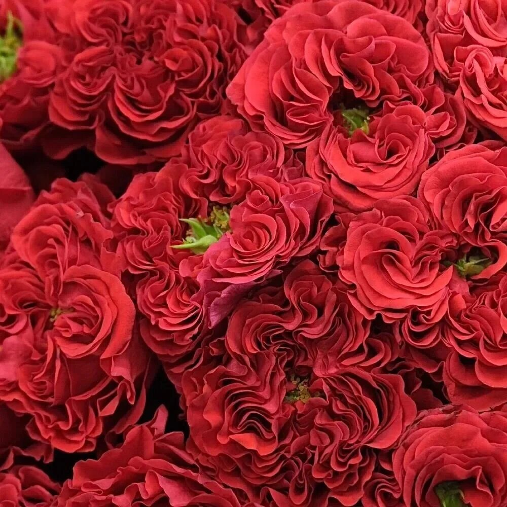 Роза чайно-гибридная Ред Монстр (Red Monster) / 2 шт, ароматный сорт