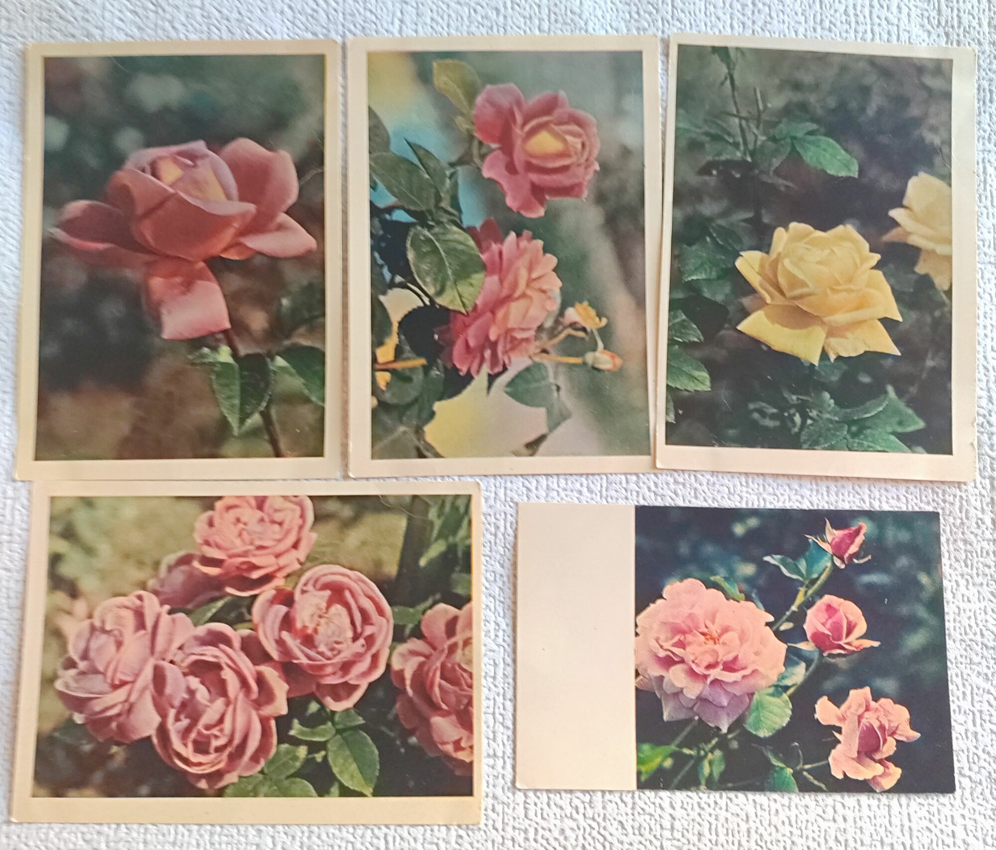 Набор открыток СССР 1963-1969 год. Флора. Цветы. Розы. Набор 5 штук.