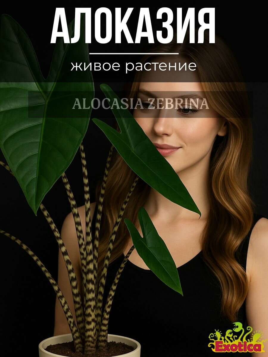 Алоказия Зебрина (Alocasia Zebrina) D6см, живое растение