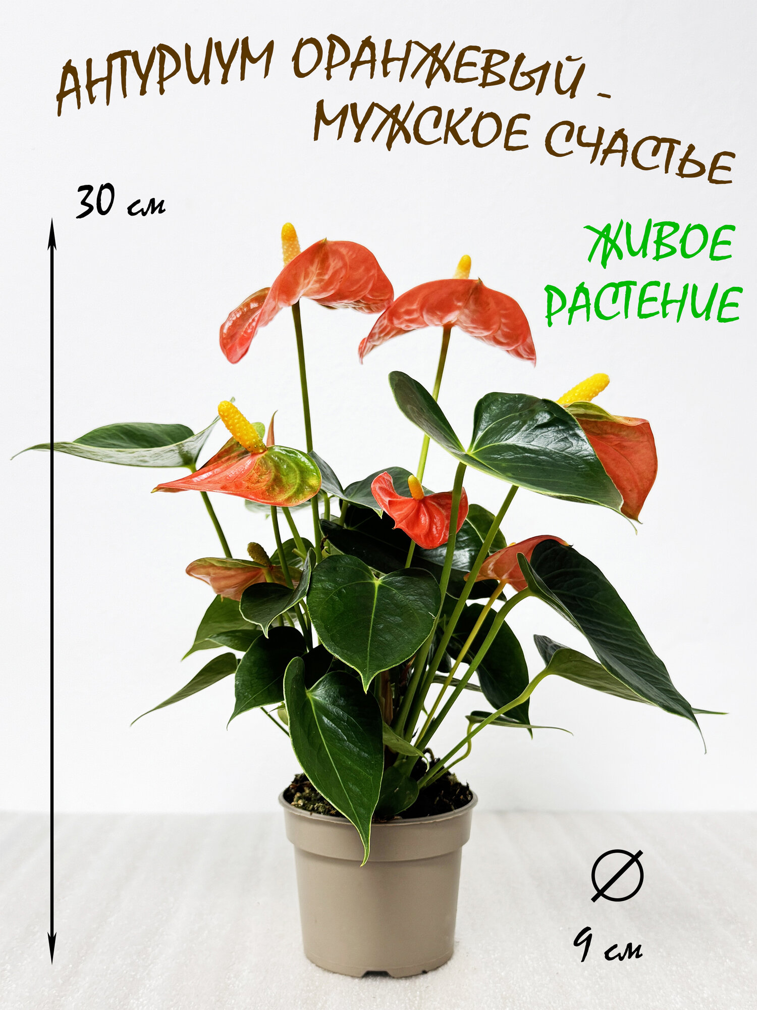 Антуриум оранж в горшке, PRO фикус живое растение, высота 25-30см