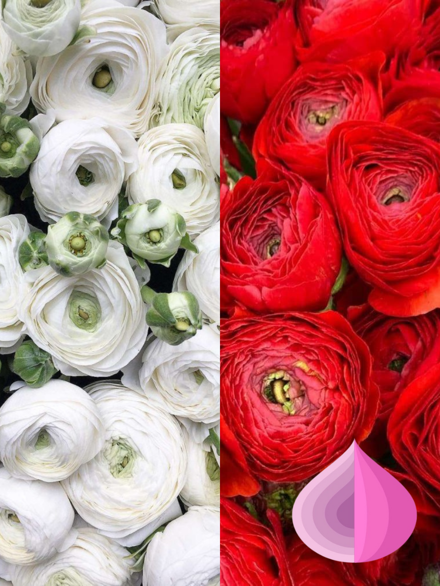 Луковицы цветов, bulbs servise, TWIN Ранункулюс Вайт 10 шт/ Ранункулюс Ред 10 шт(20 луковиц)