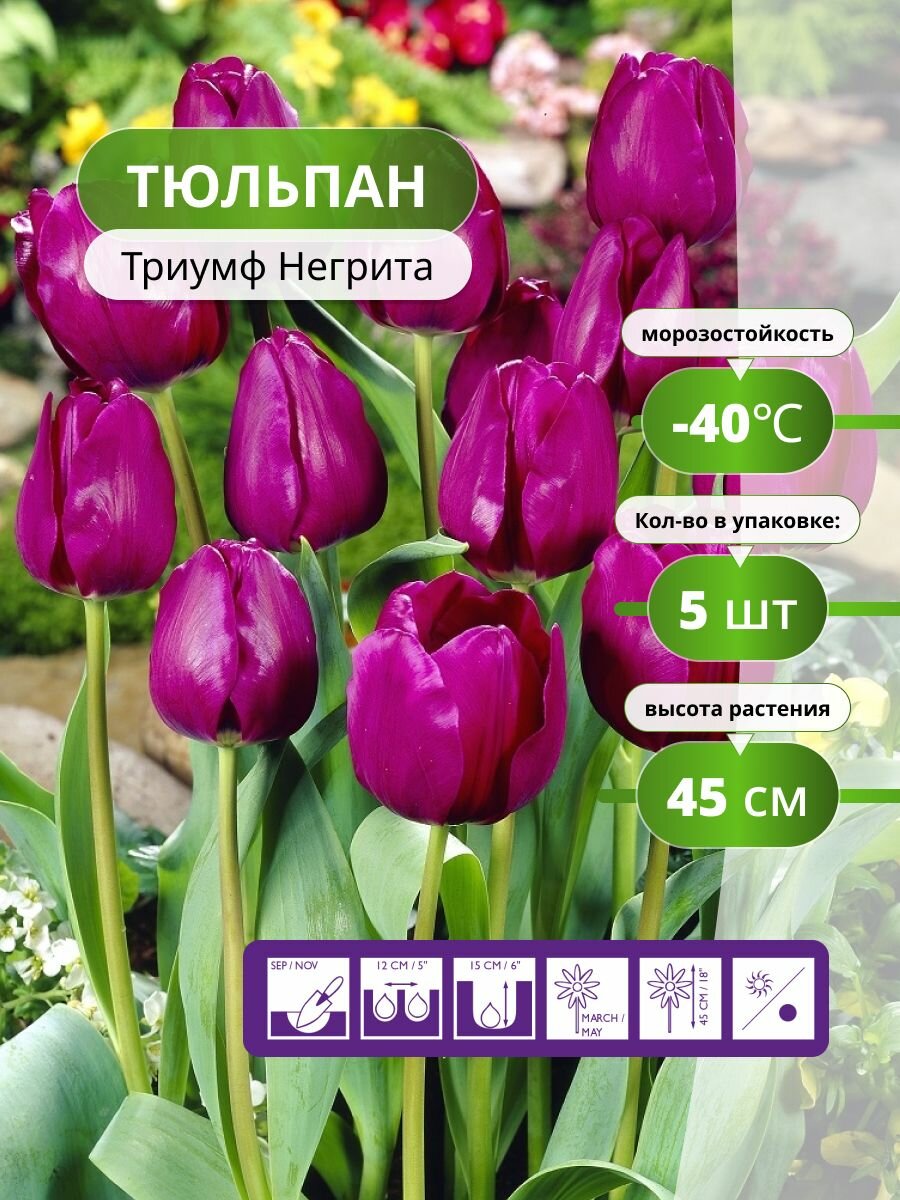 Тюльпан Триумф Негрита 5 луковиц / луковичные многолетние цветы