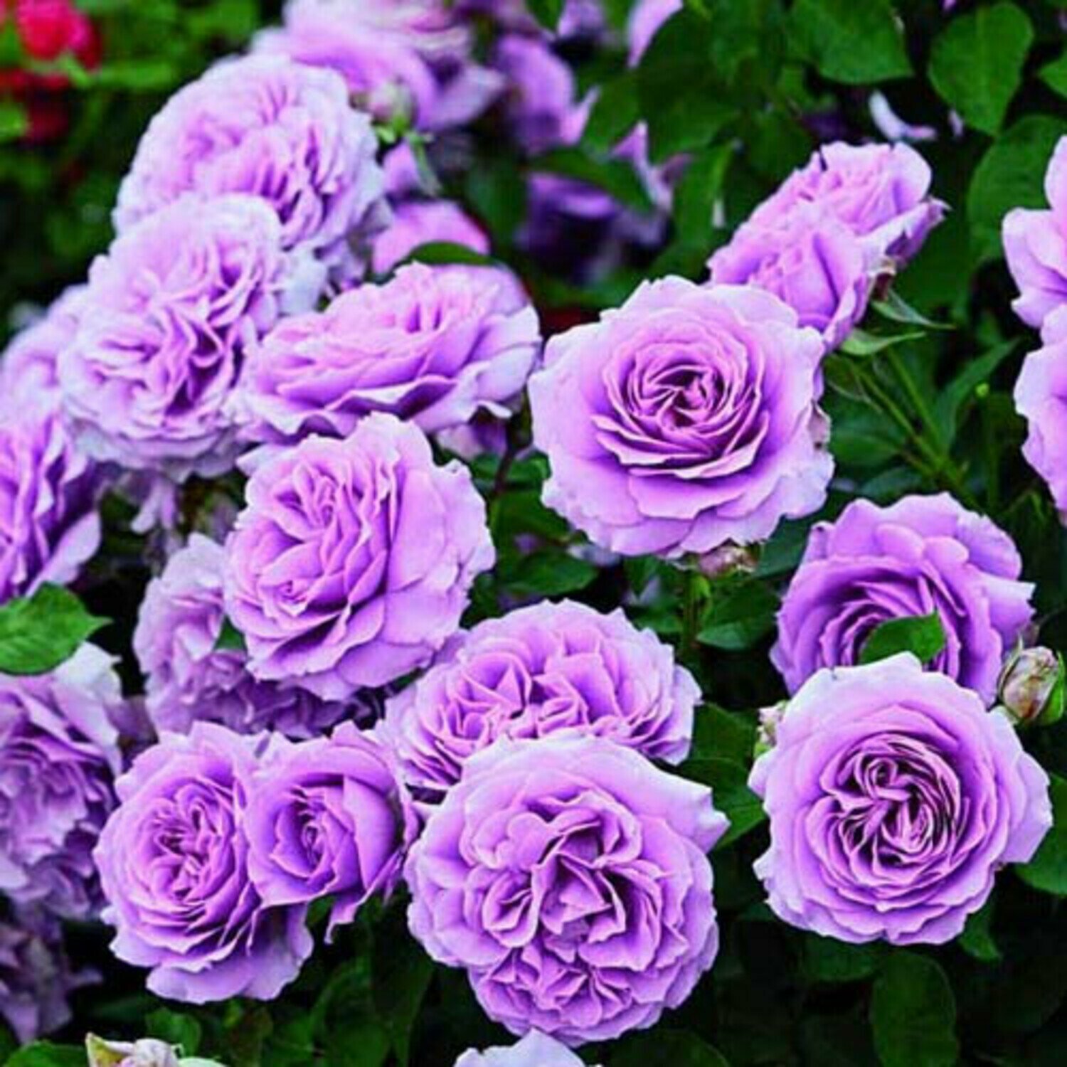 Роза флорибунда Лав Сонг (Love Song) / 2 шт, непрерывноцветущий сорт