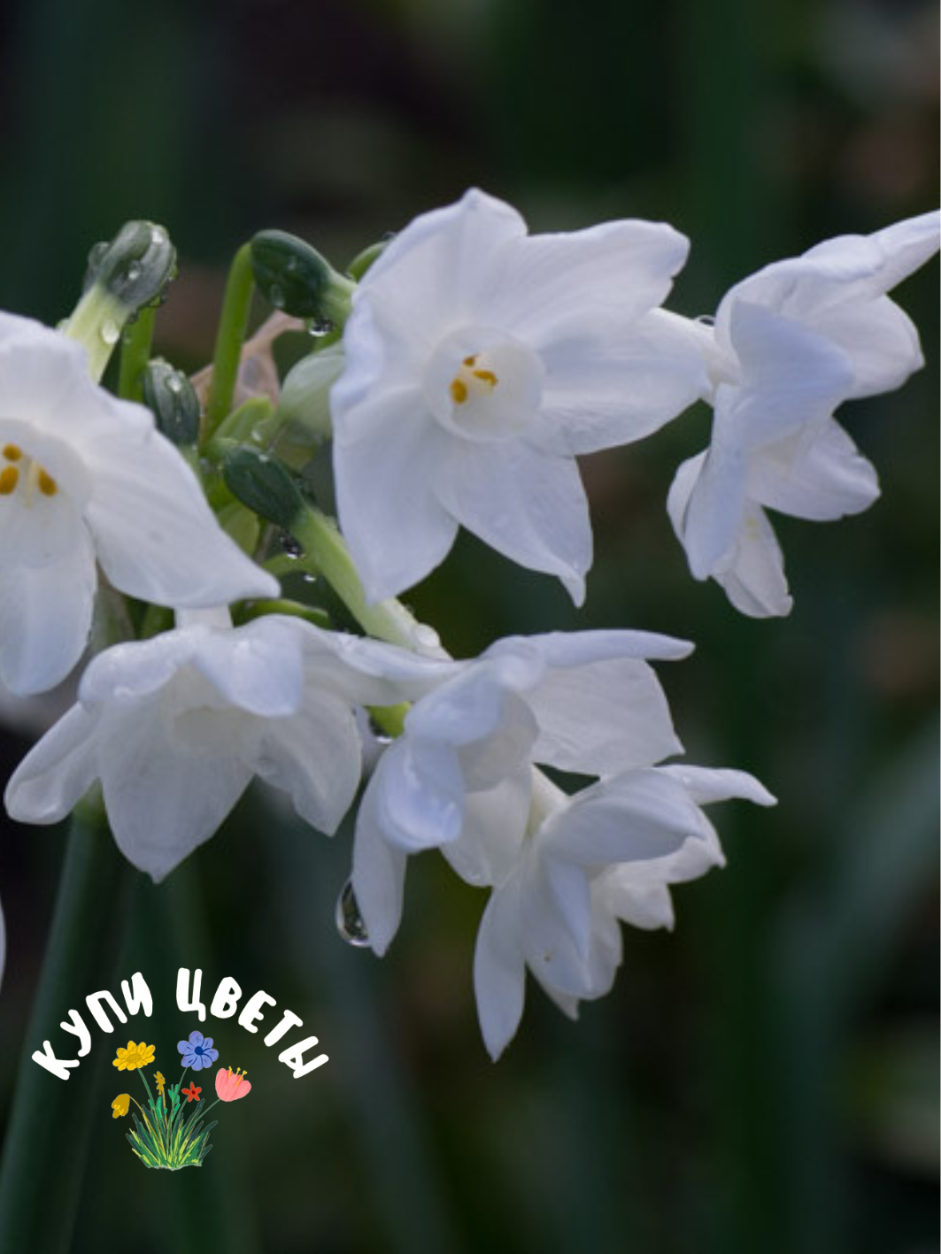 Нарцисс Paperwhite Ziva(3 луковицы)