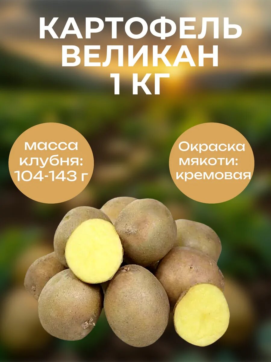 Картофель семенной Великан, 1 кг