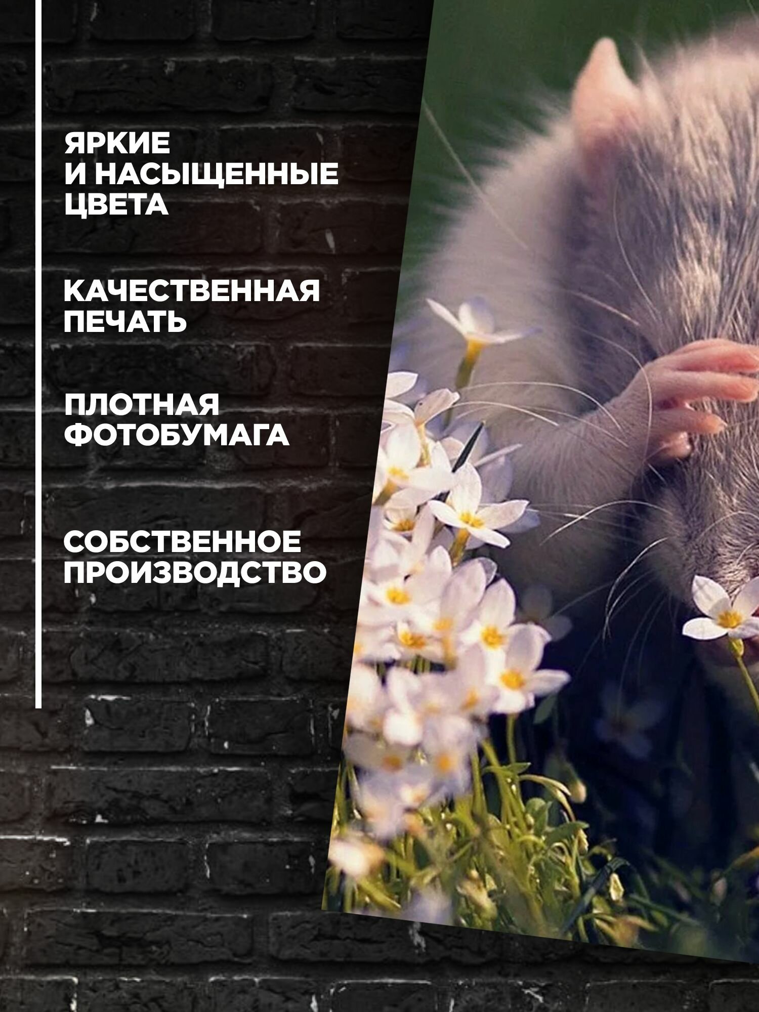 Постер Крысы, Эстетика — фото 1