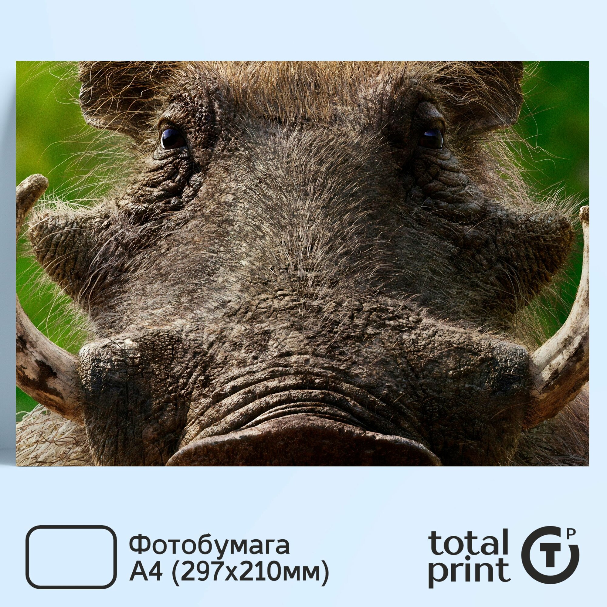 TotalPrint Постер для интерьера, Король Лев, А4(21х29.7см)