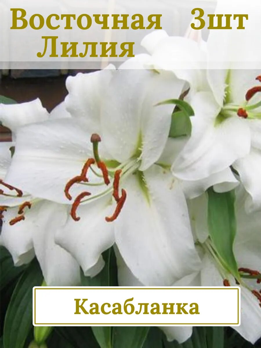 Лилия Восточная махровая, многолетние цветы, луковицы 3 шт