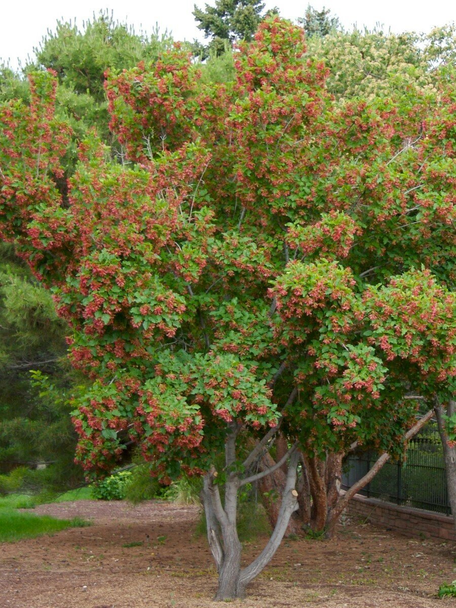 Клен татарский семена 20 штук