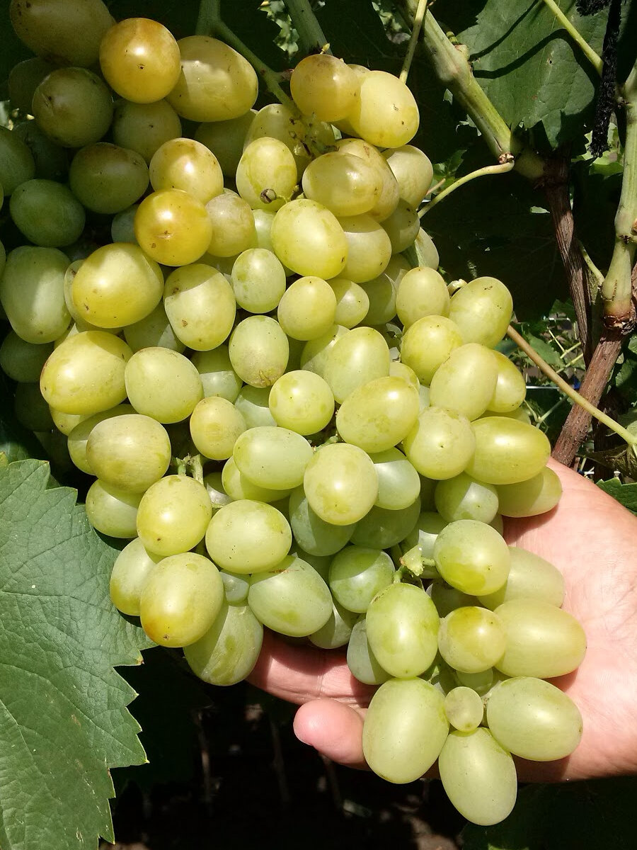 Виноград Супер экстра (1 шт) / раннеспелый, морозостойкий сорт