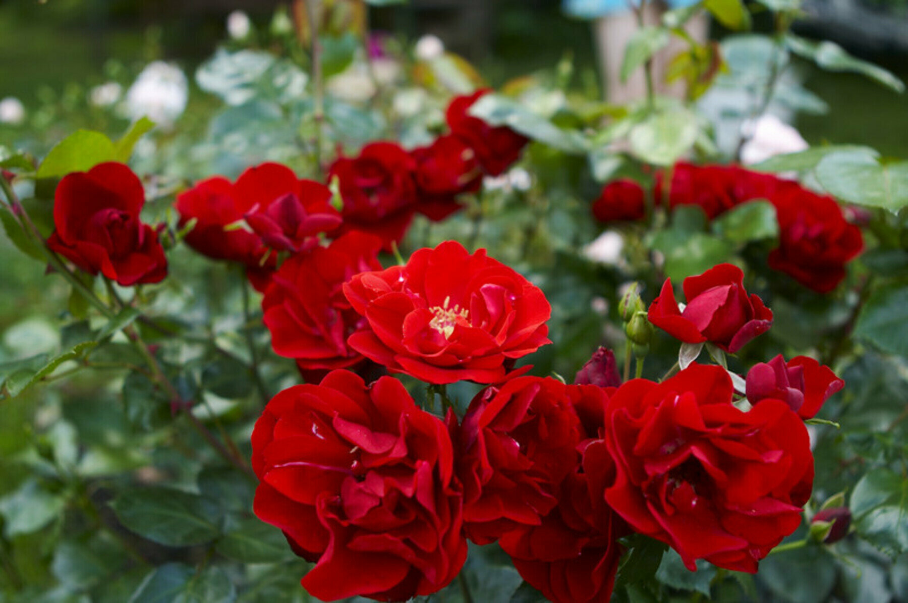 Роза флорибунда Торнадо (Tornado) / 2 шт, роз, непрерывноцветущие