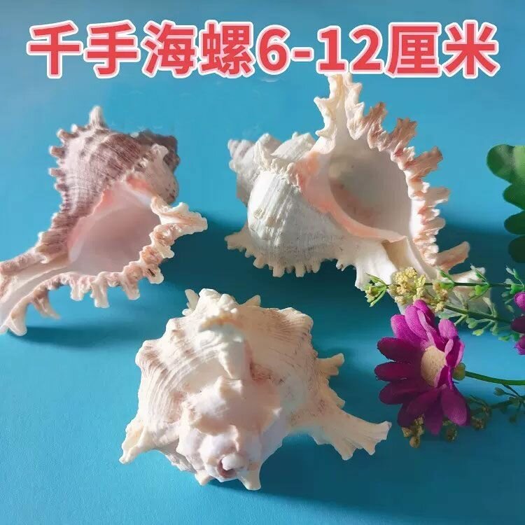 Украшение для аквариума, натуральная раковина конки, около 12 см