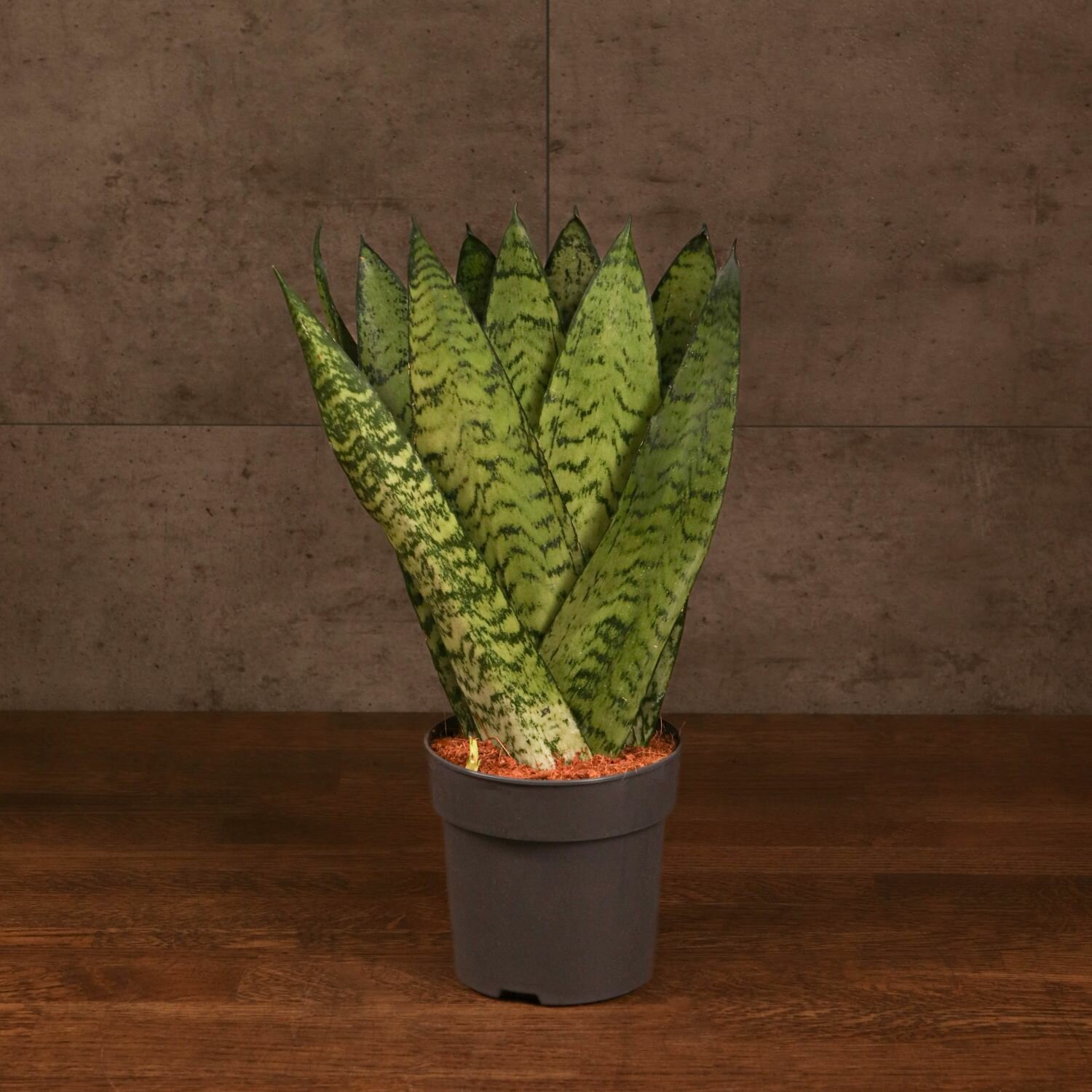 Сансевиерия Зейланика ряд 35/12