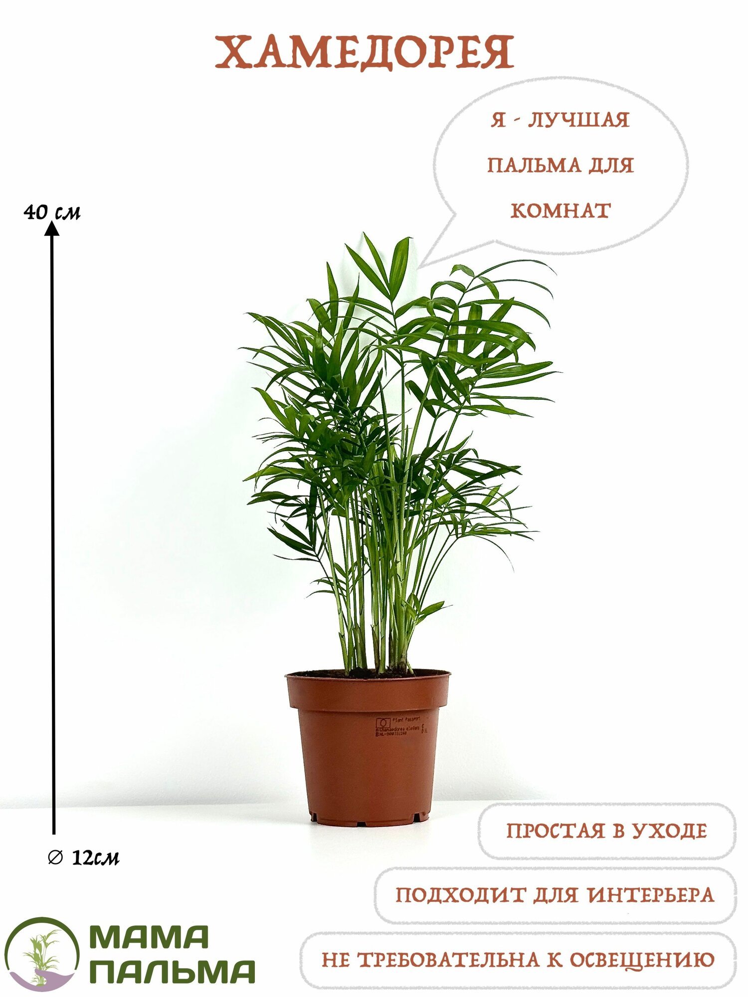 Живое растение Пальма Хамедорея в горшке D12 высота 40 см