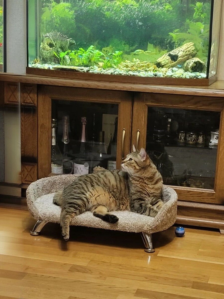 Лежанка для кошек и собак Моя Котя на ножках, бежевый ковролин, 60х35см