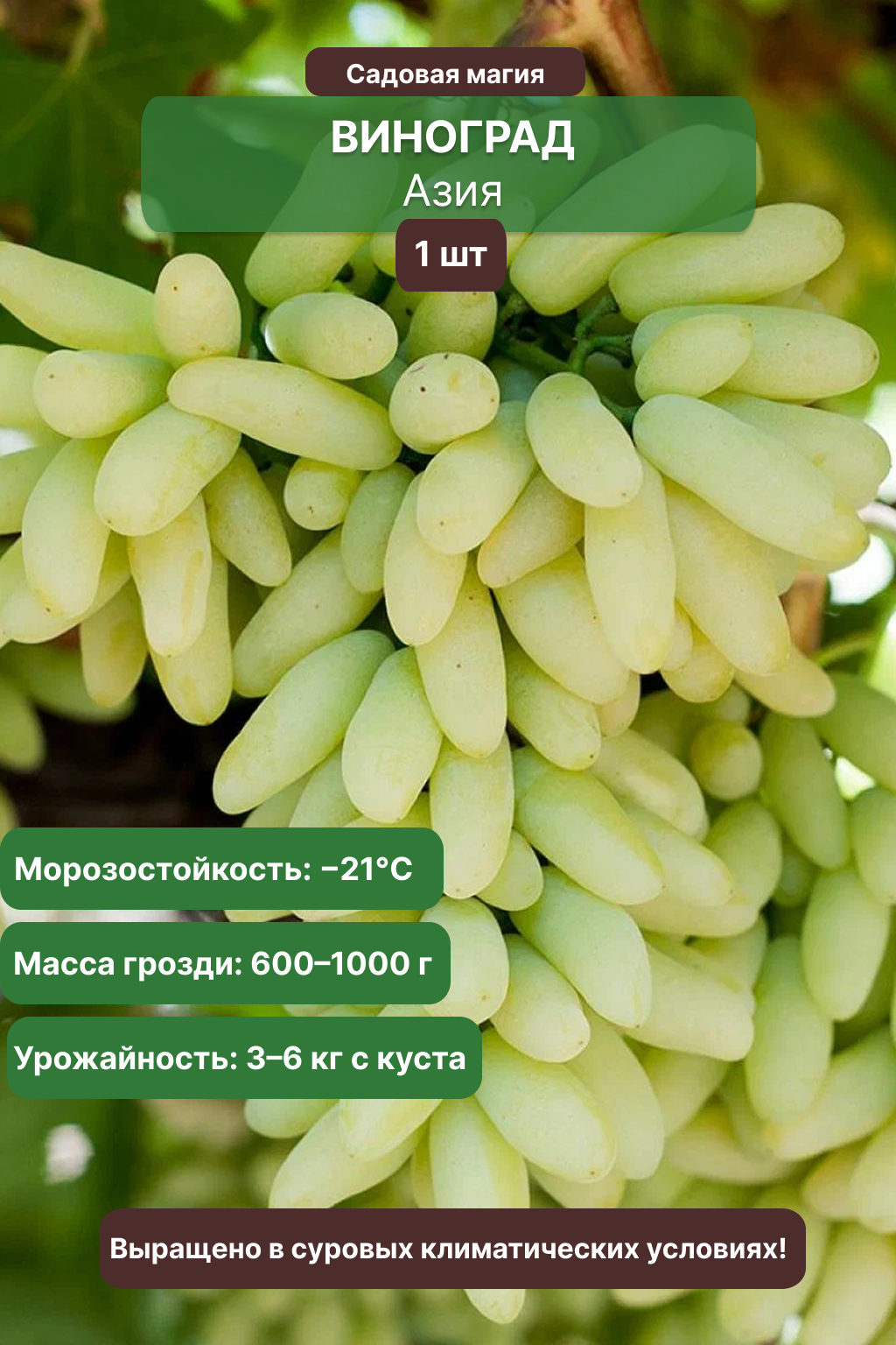 Виноград Азия / 1 шт столовый сорт, среднеспелый, высокоурожайный