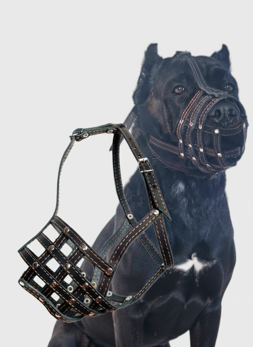 Кожаный намордник для кане-корсо Берта ZOO STORE