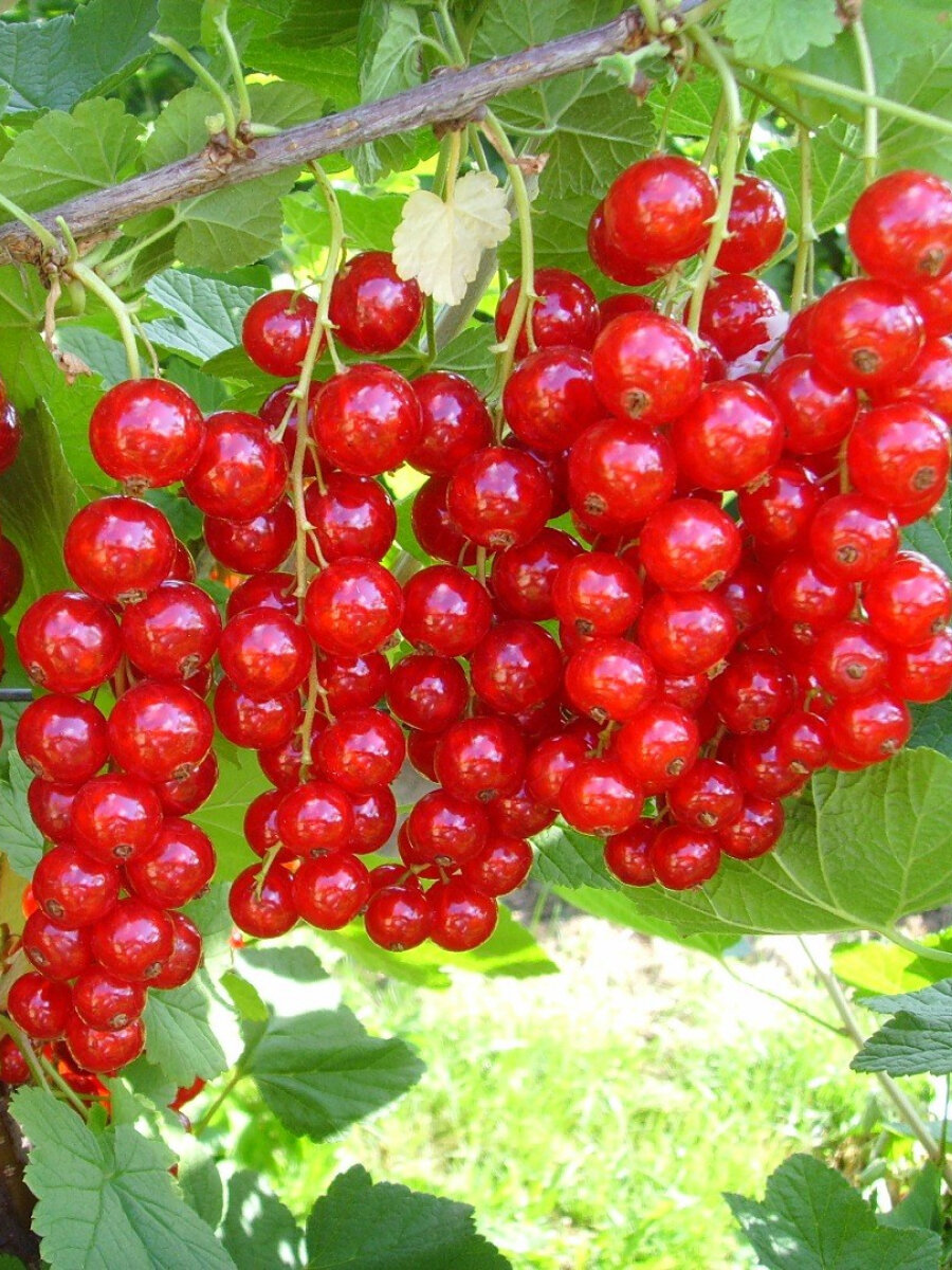 Смородина красная Валентиновка / многолетний, морозостойкий сорт