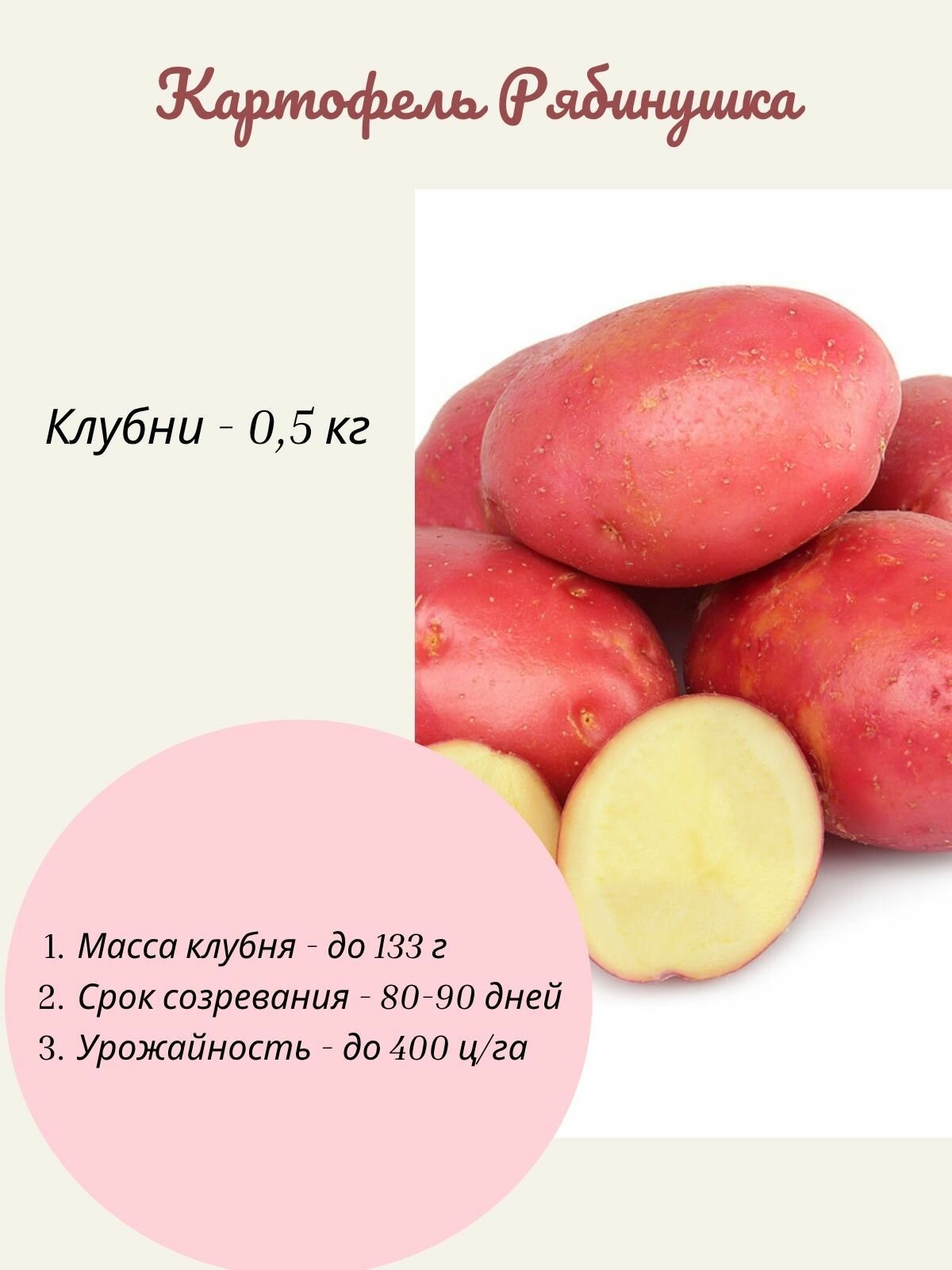 Картофель красный Рябинушка 0,5 кг на посадку