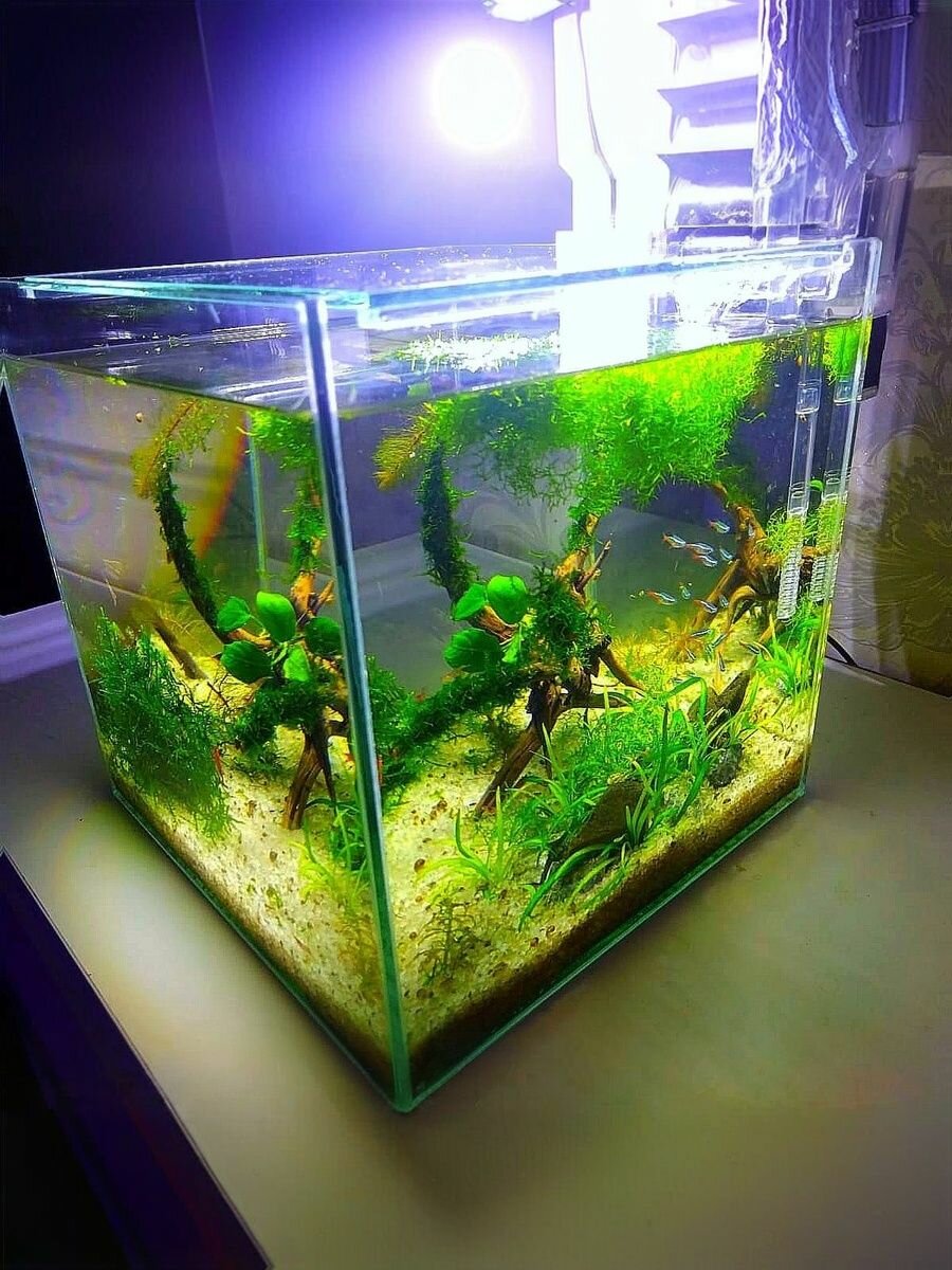 Аквариум живой 10 л. куб под ключ с биотопом