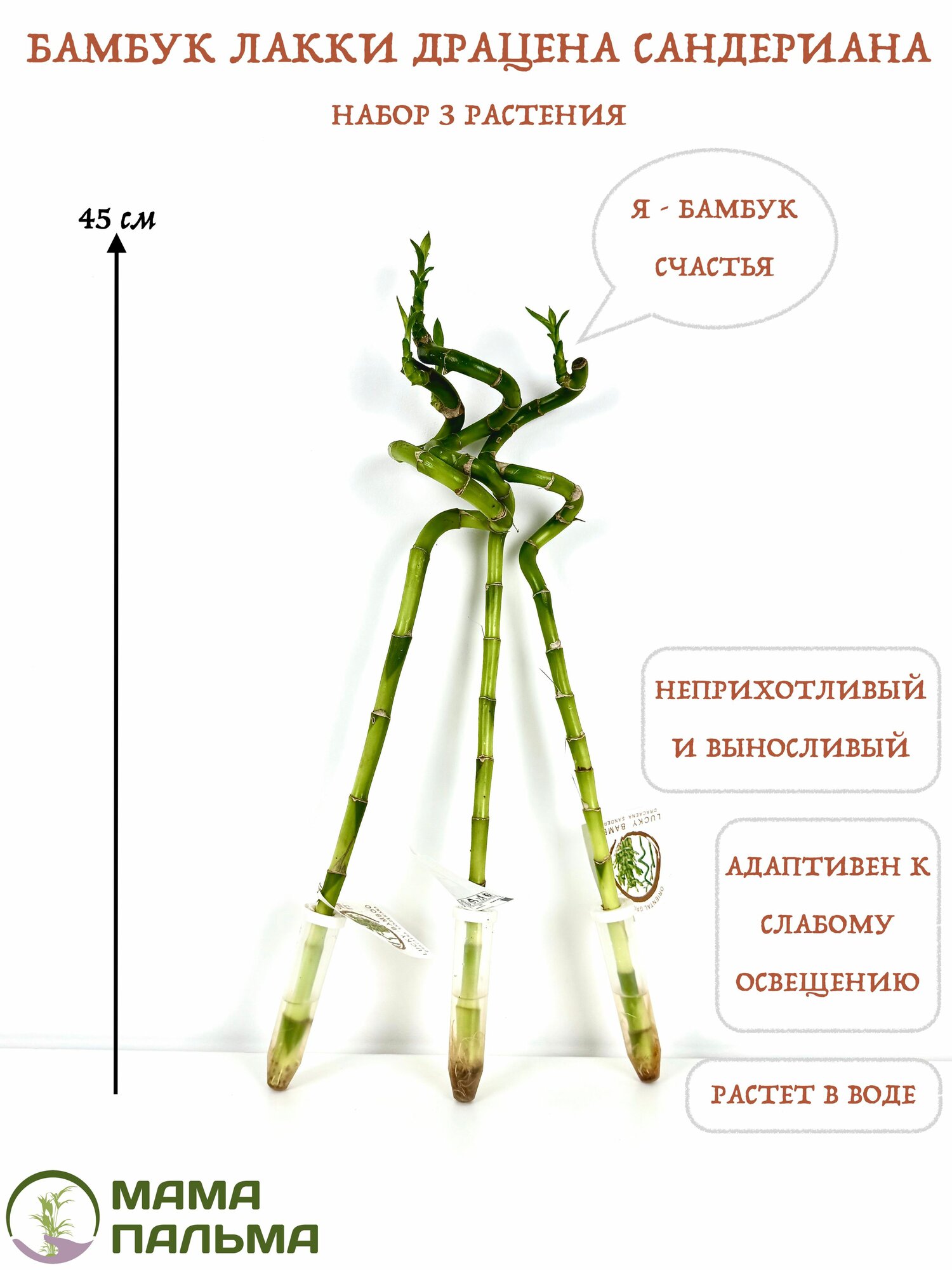Бамбук Лакки спираль в пробирке 3шт, высота 45-50см