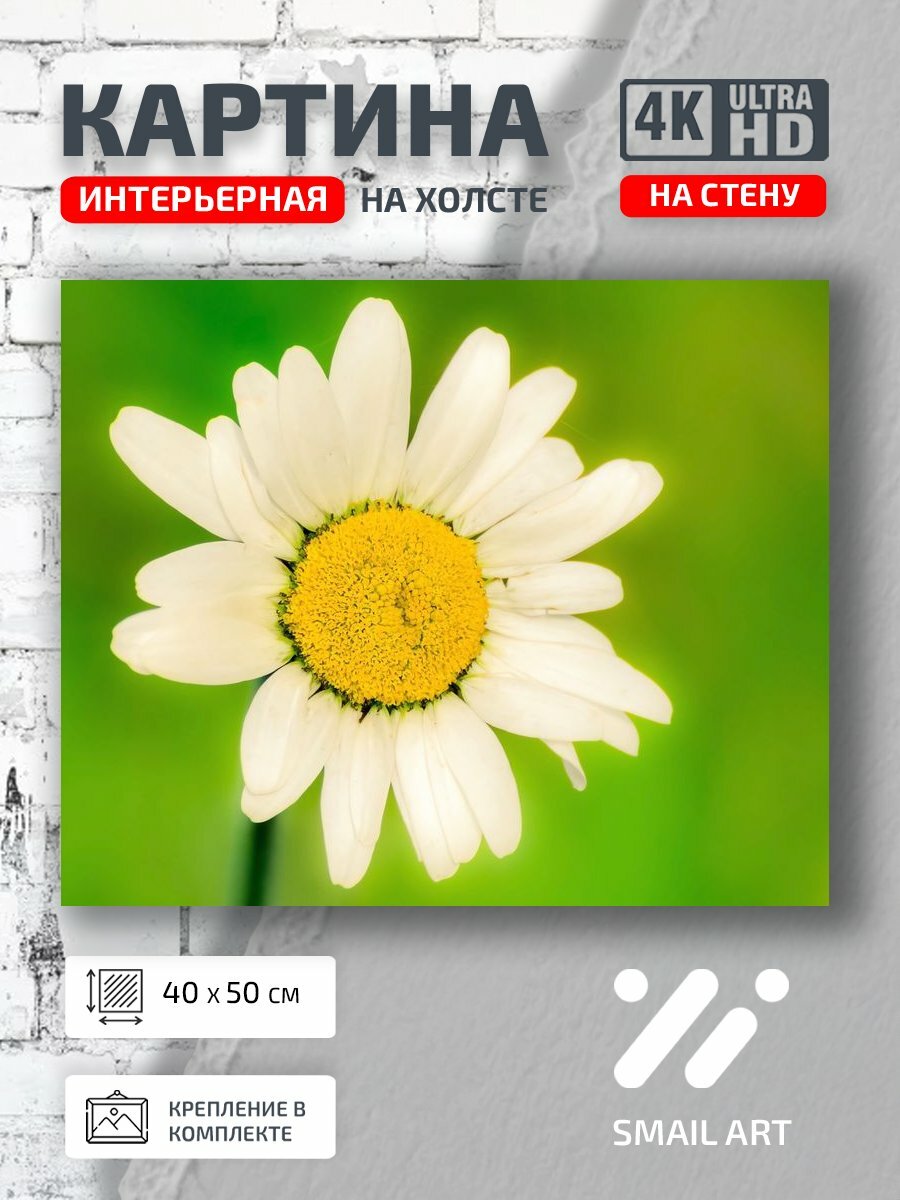 Картина на холсте интерьерная 40 на 50 на стену Ромашка Landscape для кабинета пейзаж декор