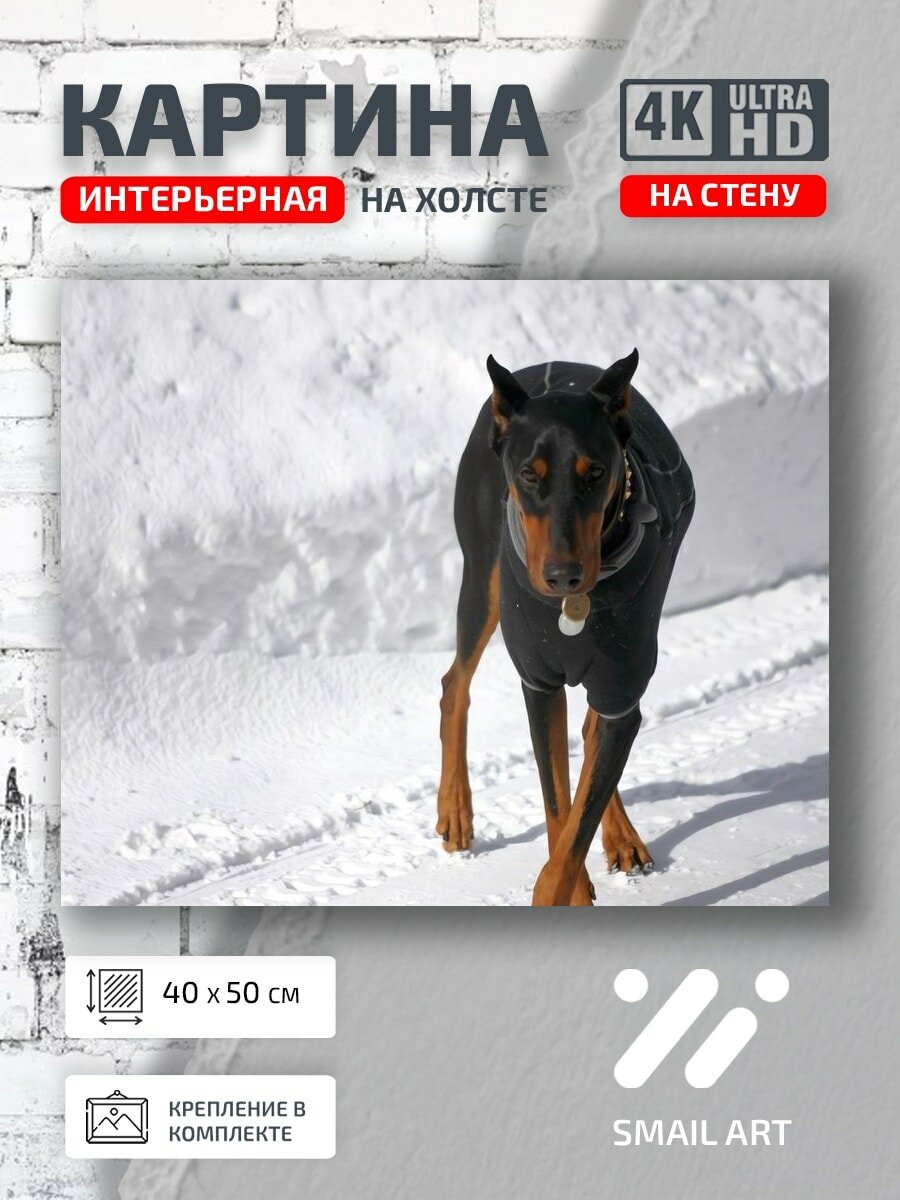 Картина на холсте интерьерная 40 на 50 на стену Животные Доберман для офиса атмосфера