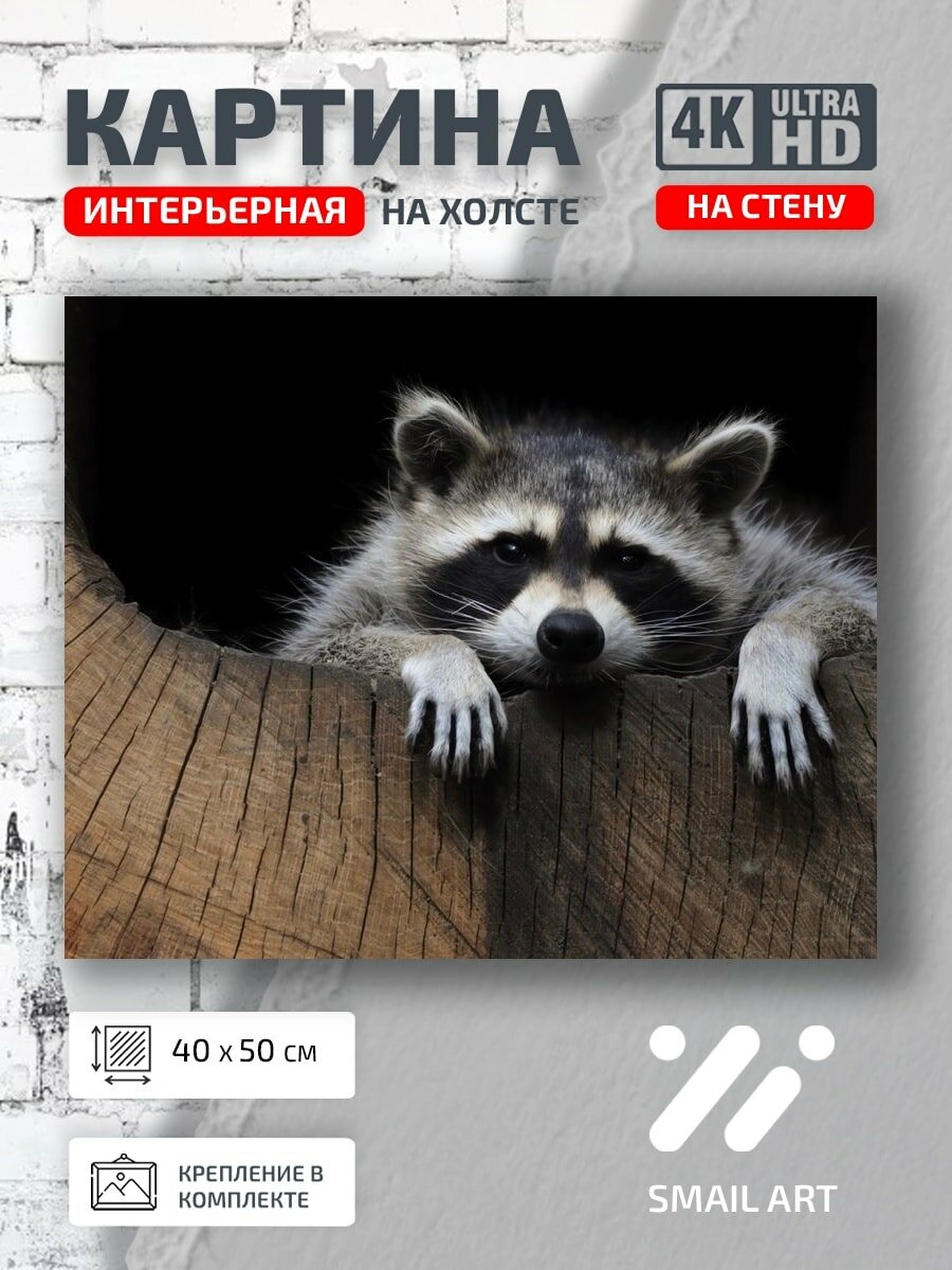 Картина на холсте интерьерная 40 на 50 на стену Животные енот для кабинета атмосфера
