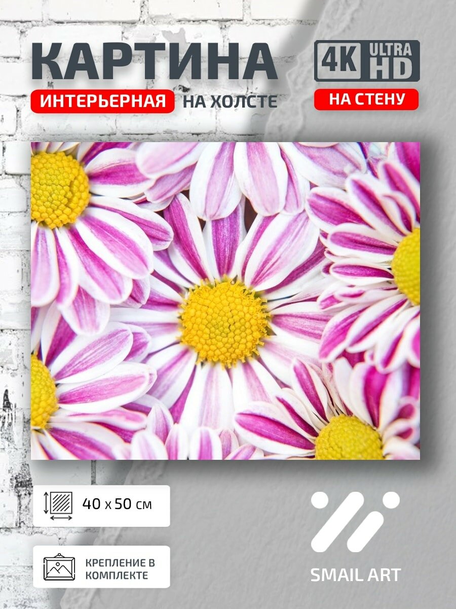 Картина на холсте интерьерная 40 на 50 на стену хризантемы Розовые для гостиной атмосфера