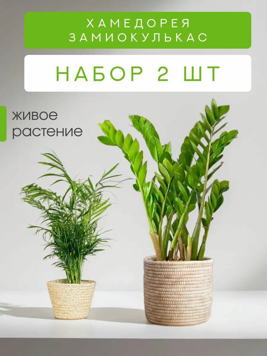 Набор комнатных растений GREEN TOWN, замиокулькас и хамедорея