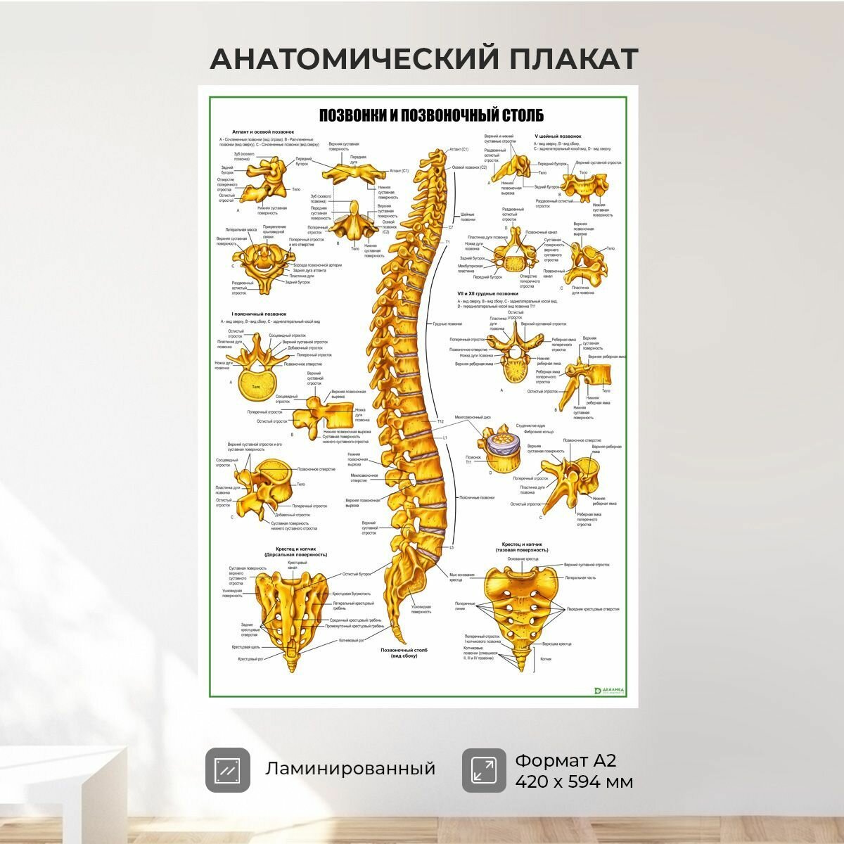 Обучающий медицинский плакат анатомия Позвонки и позвоночный столб А2