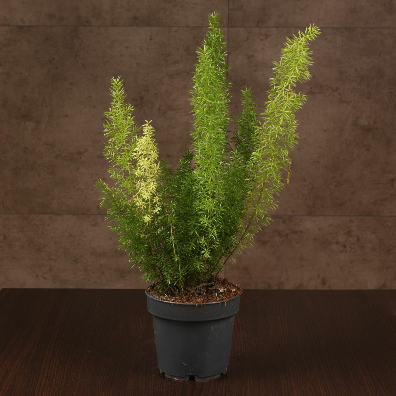 Аспарагус Мейера 35/12