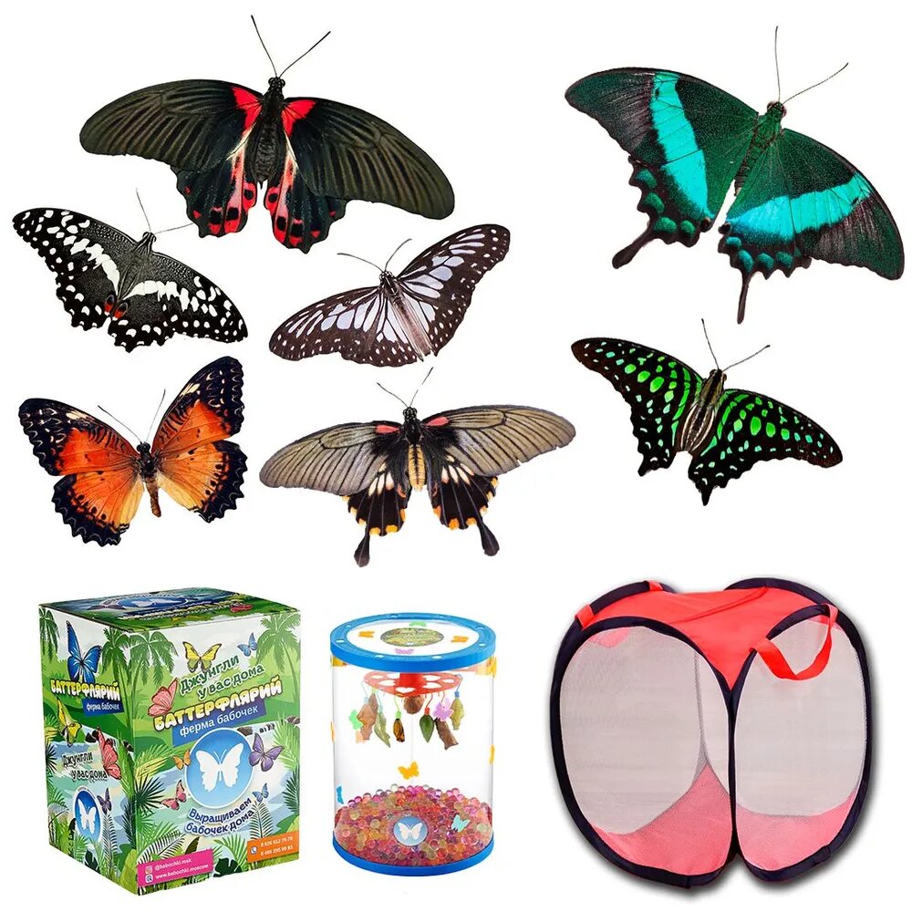 Домашняя ферма бабочек "Баттерфлярий" + домик и набор на 7 куколок от Babochki.Moscow / инсектарий