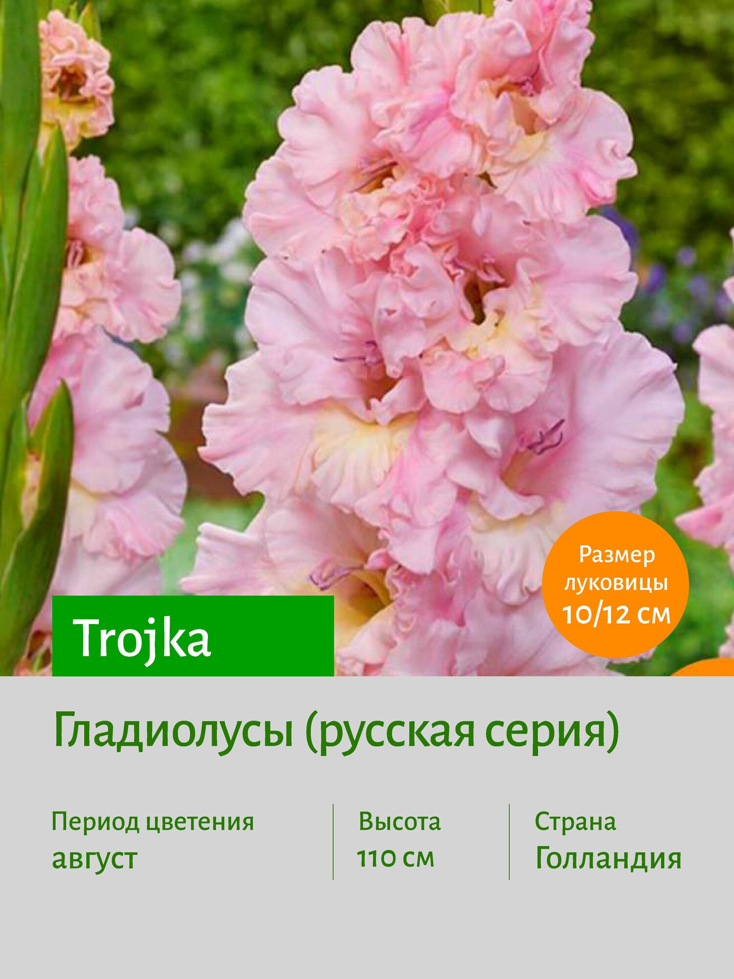 Гладиолус Тройка (Pink Lightning / Trojka) луковицы 15 шт сотка