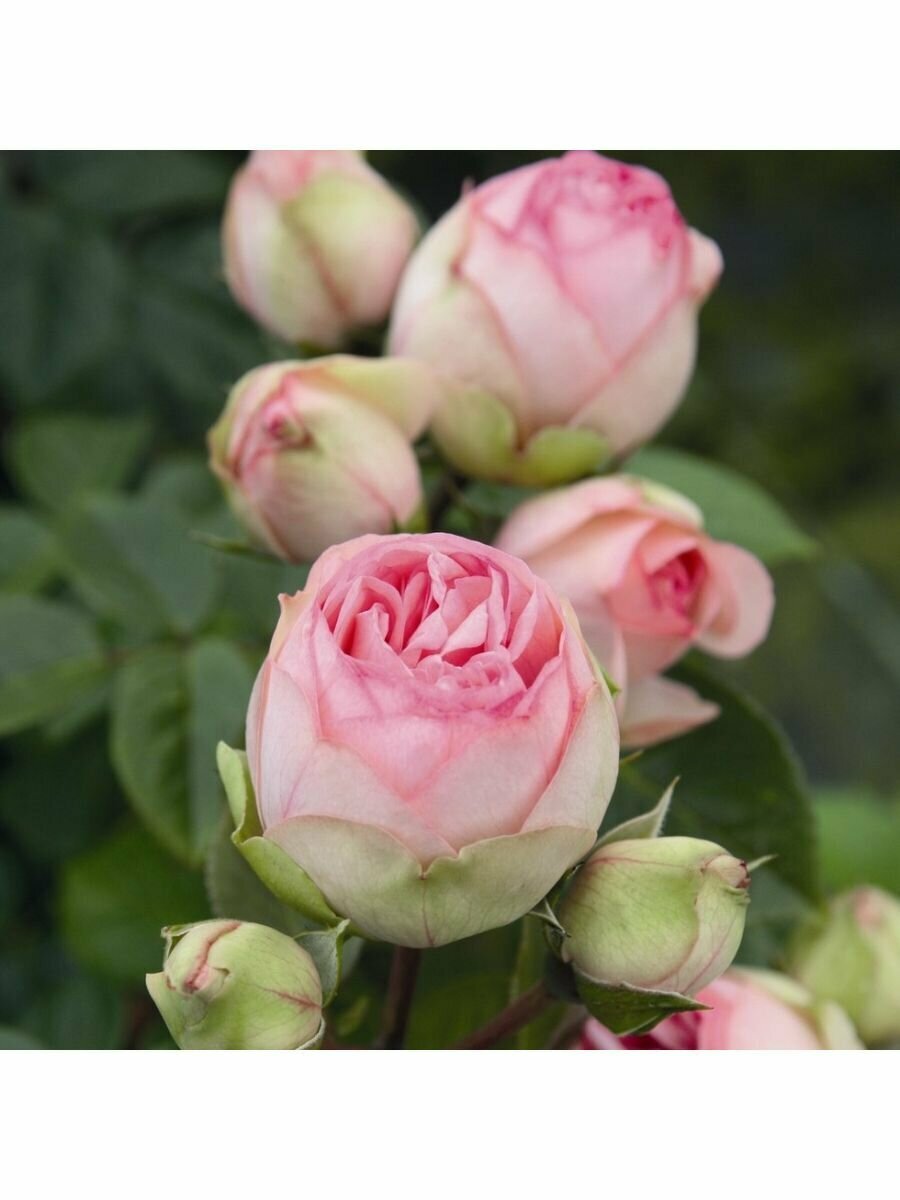 Роза спрей Чарминг Пиано (Сharming Piano) / 1 шт, ароматный сорт