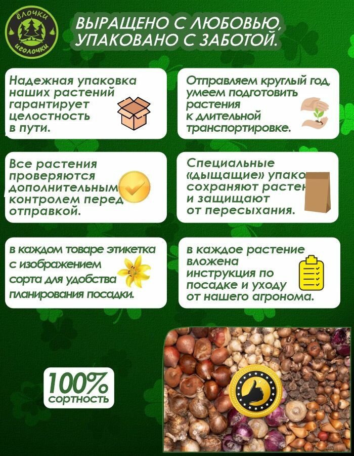 Тюльпан Луковицы неочищенные, Микс сортов, 10шт