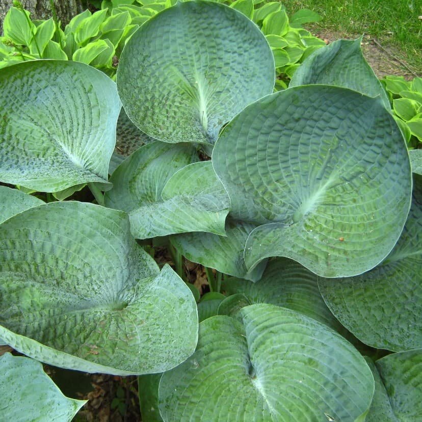 Хоста Абиква Дринкин Гурд (1 корневище в пакете с торфом), Нидерланды