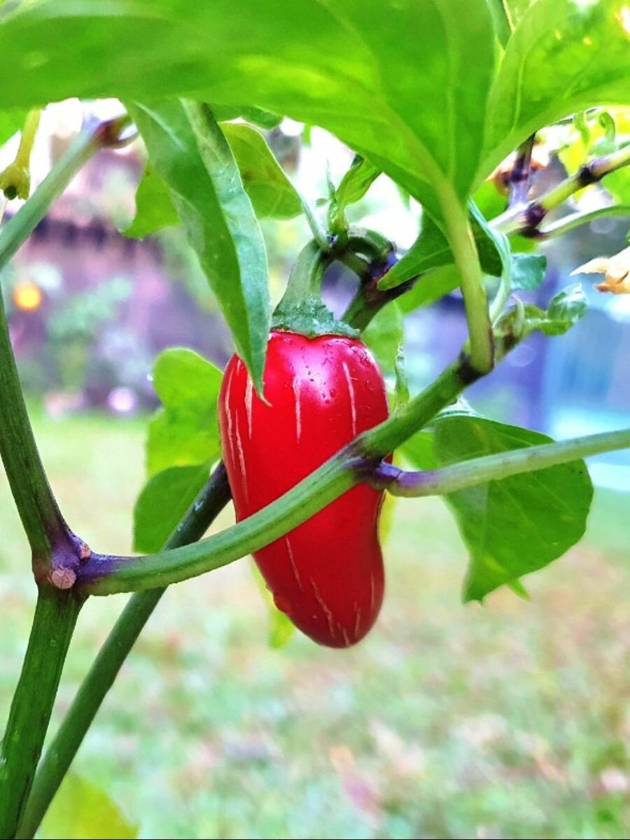 Острый перец Jalapeno jumbo семена 5 штук