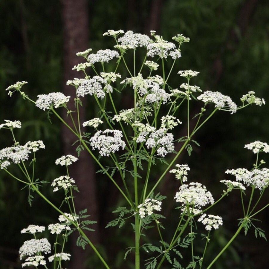 Семена Deodar SEEDS COMPANY Болиголов пятнистый 50 шт.