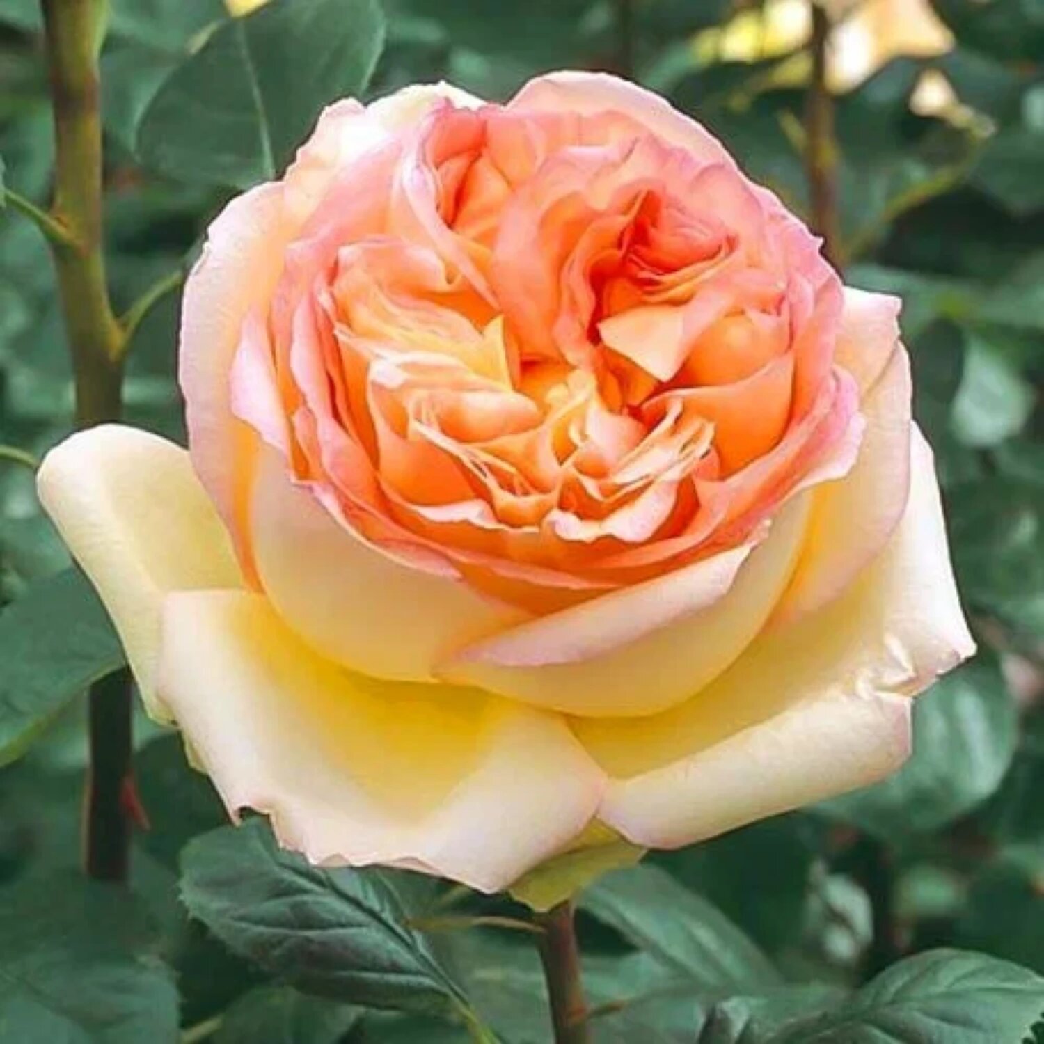 Роза чайно-гибридная Альфонс Доде (Alphonse Daudet) / 2 шт, розы