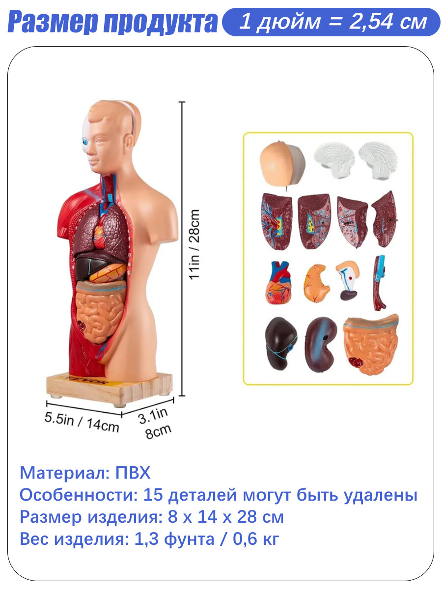 Модель анатомии человека — фото 1