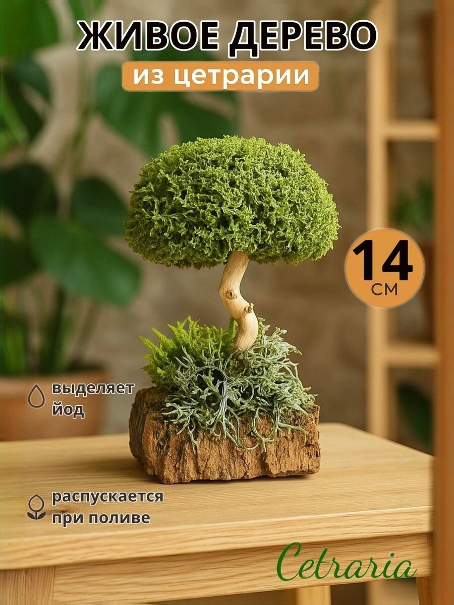 Дерево Цетрария / Полезное украшение для интерьера, Декор для дома, 14 см