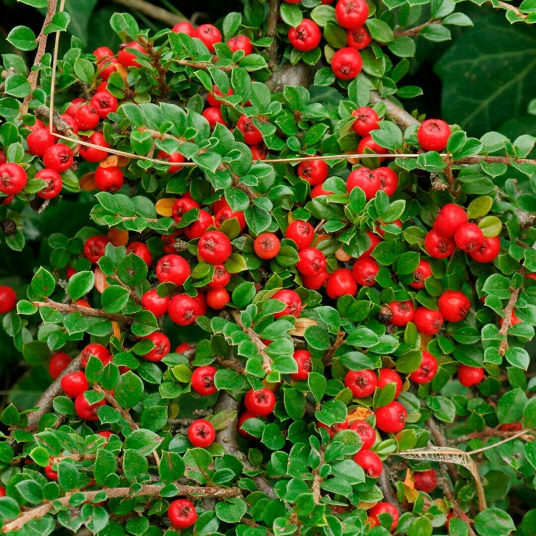 Кизильник Даммера (1 саженец в горшке Р9), Нидерланды