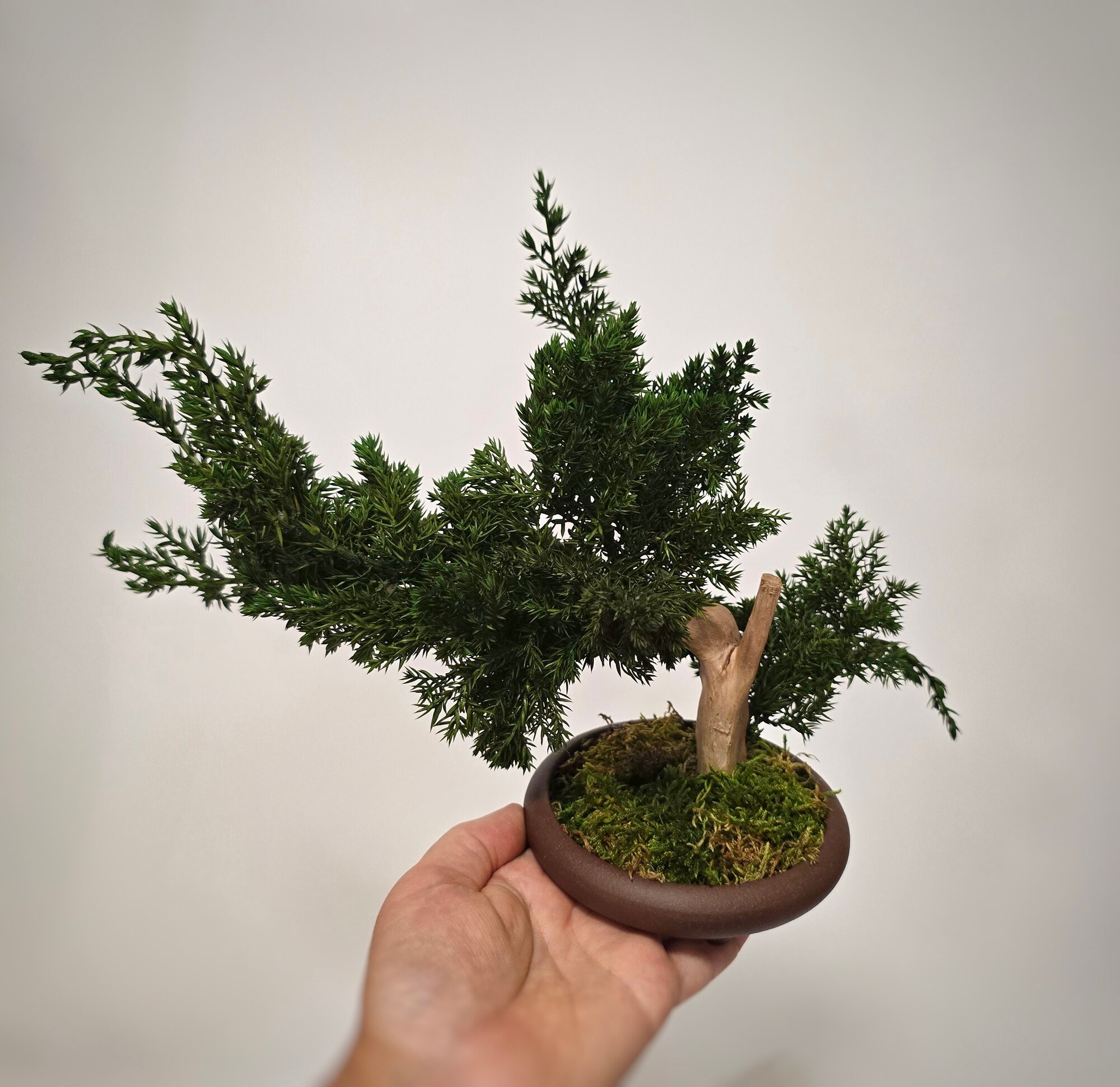 Бонсай стабилизированный мини в магазине Olivaflower